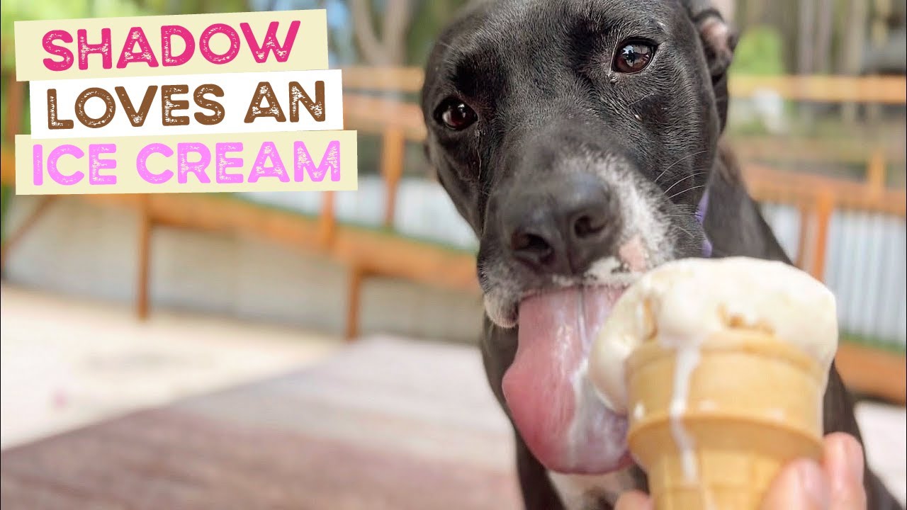 Shadow the Staffy goes for a swim and an Ice Cream on a Hot Day - YouTube