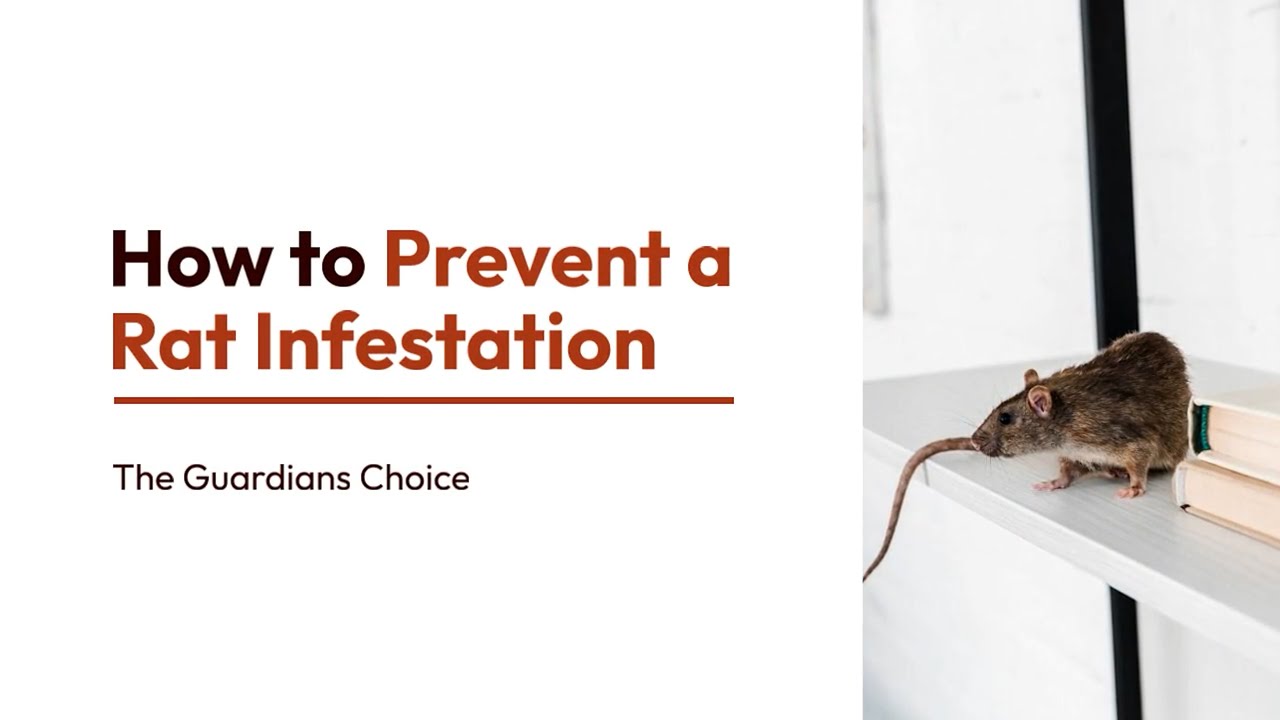 How to Prevent a Mice and Rat Infestation | The Guardian's Choice - YouTube