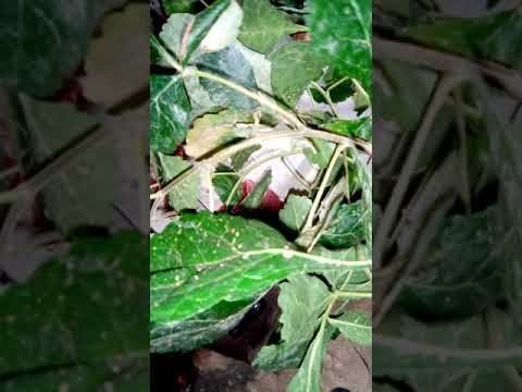 OSE OSHOLE OWO TODAJU GIDI, ASO, CALL OR WHATSAPP ME ON, +2349031317111/+2348085975896