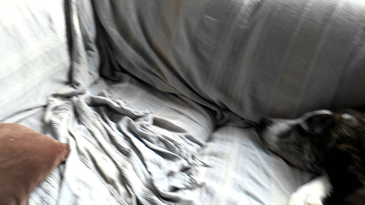 Mojo sleeping - YouTube
