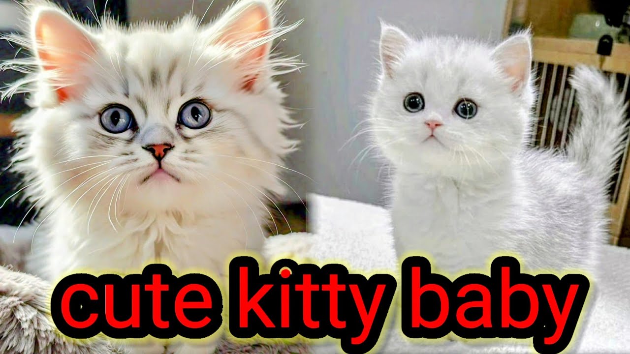 cute kitty cat's - YouTube