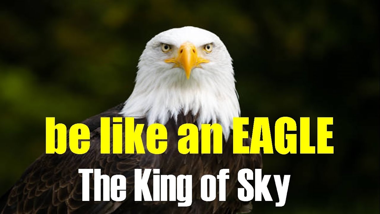 THE EAGLE MENTALITY I SOAR LIKE AN EAGLE I THE POWER OF EAGLE MINDSET I ...