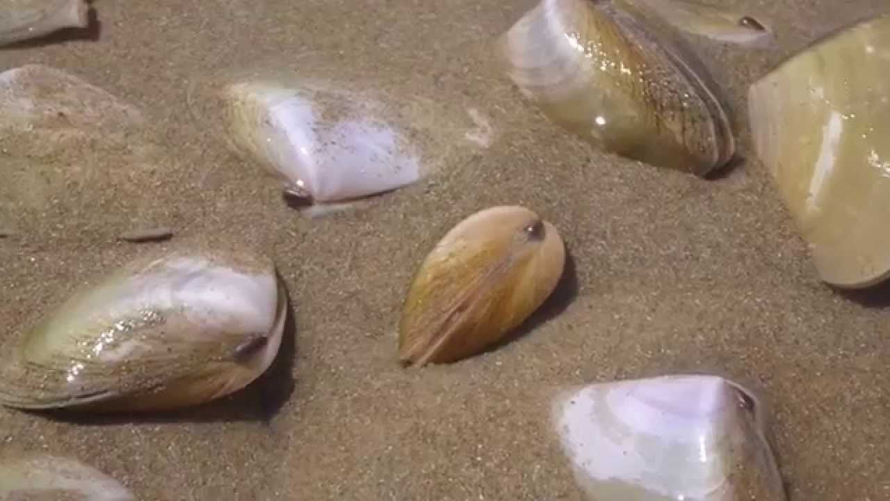 cockles digging - YouTube