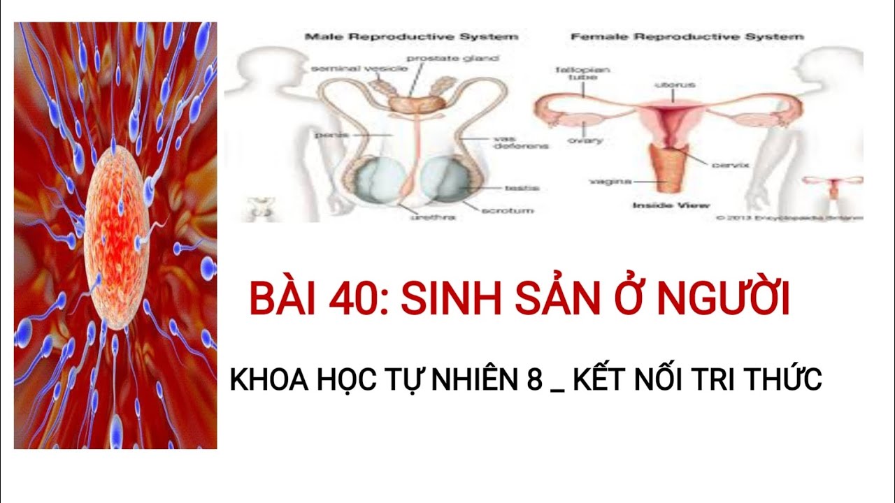 KHTN 8 [KNTT] BÀI 40: SINH SẢN Ở NGƯỜI - YouTube