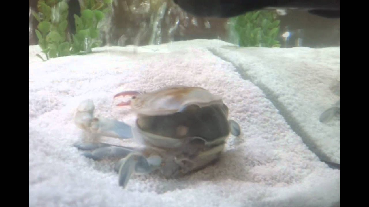 My pet blue crab molting - YouTube