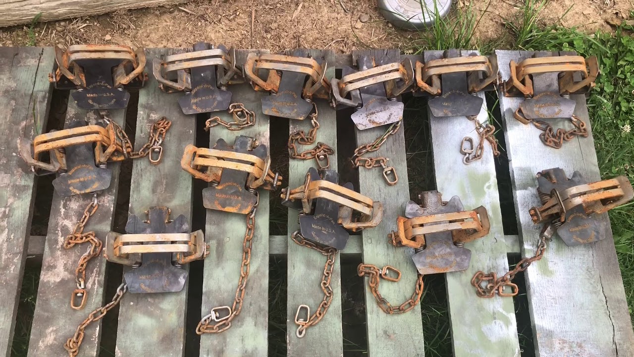 Naturally dying traps - YouTube