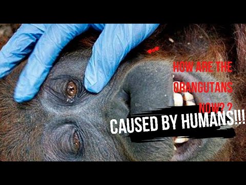 primates that are almost human-like. how are the orangutans? - YouTube