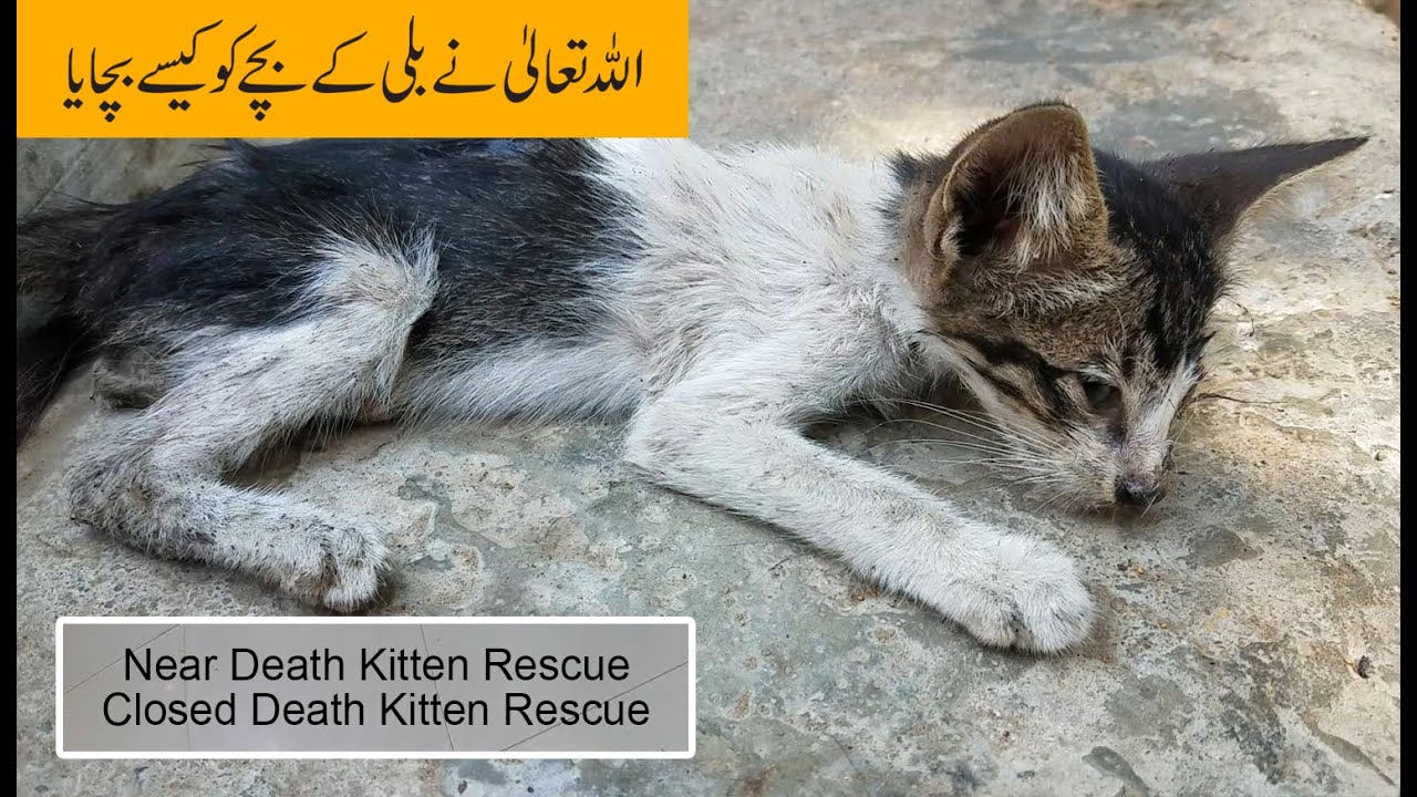 Closed Death Kitten Rescue/ Horrific Outside Kitten Story/ Near Death ...
