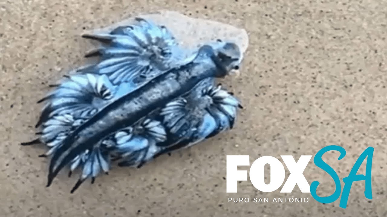 Venomous Blue Sea Slugs on Texas Beaches - YouTube