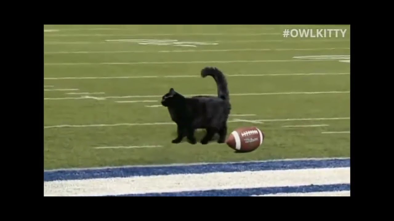 I WISH I HAD A CAT IN THE NFL 😂😆😂 - YouTube