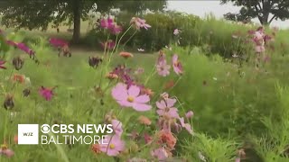 Around Town: Inside Ladew Gardens Butterfly House