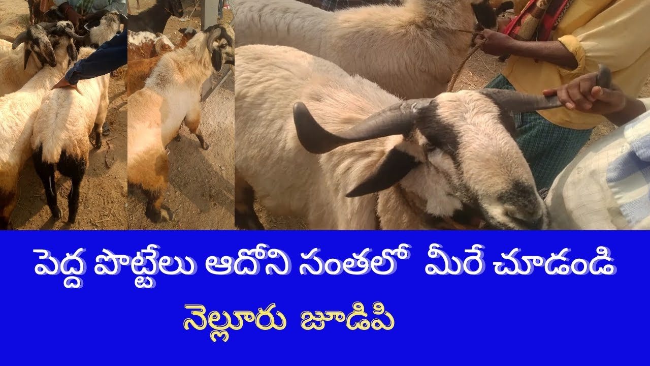 ఆదోని లో ఈ వారంపొట్టేళ్ల సంత#sheep farming in telugu, #raithurajyam # ...