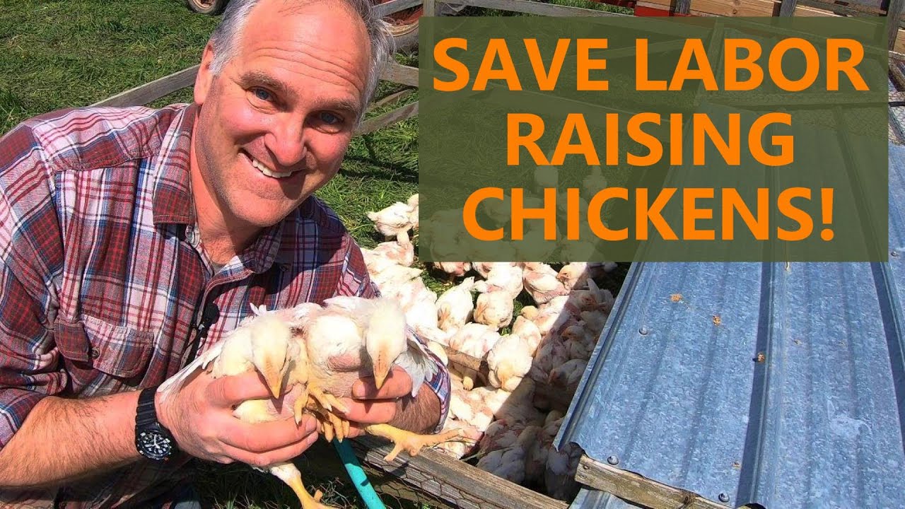 labor-saving inventions for pastured broilers - YouTube