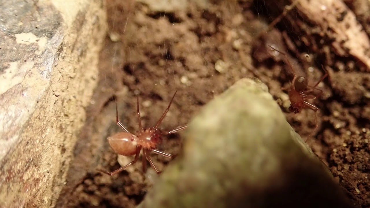 Horrid Ground Weaver Nothophantes horridus pair in web - YouTube