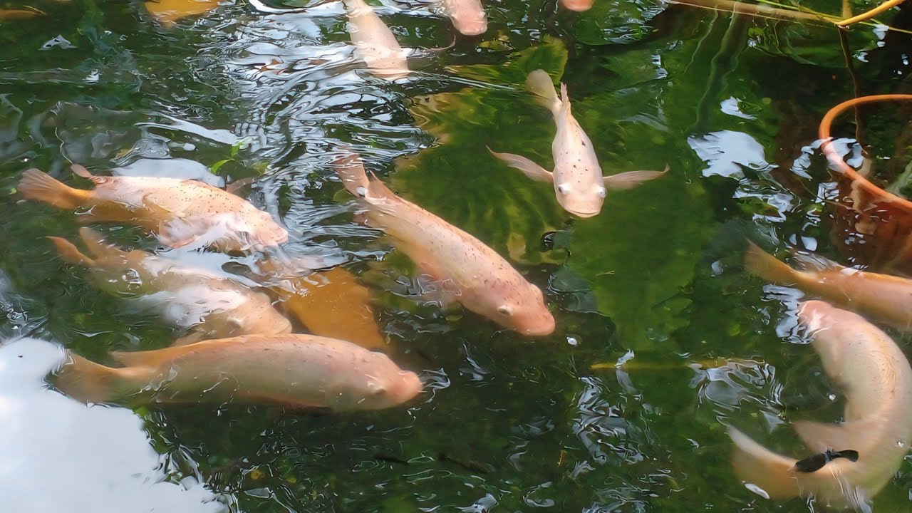 Beautiful red fish video | Red Carp Fish | Fishing Videos - YouTube