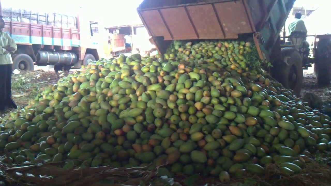 mango unloading .. - YouTube