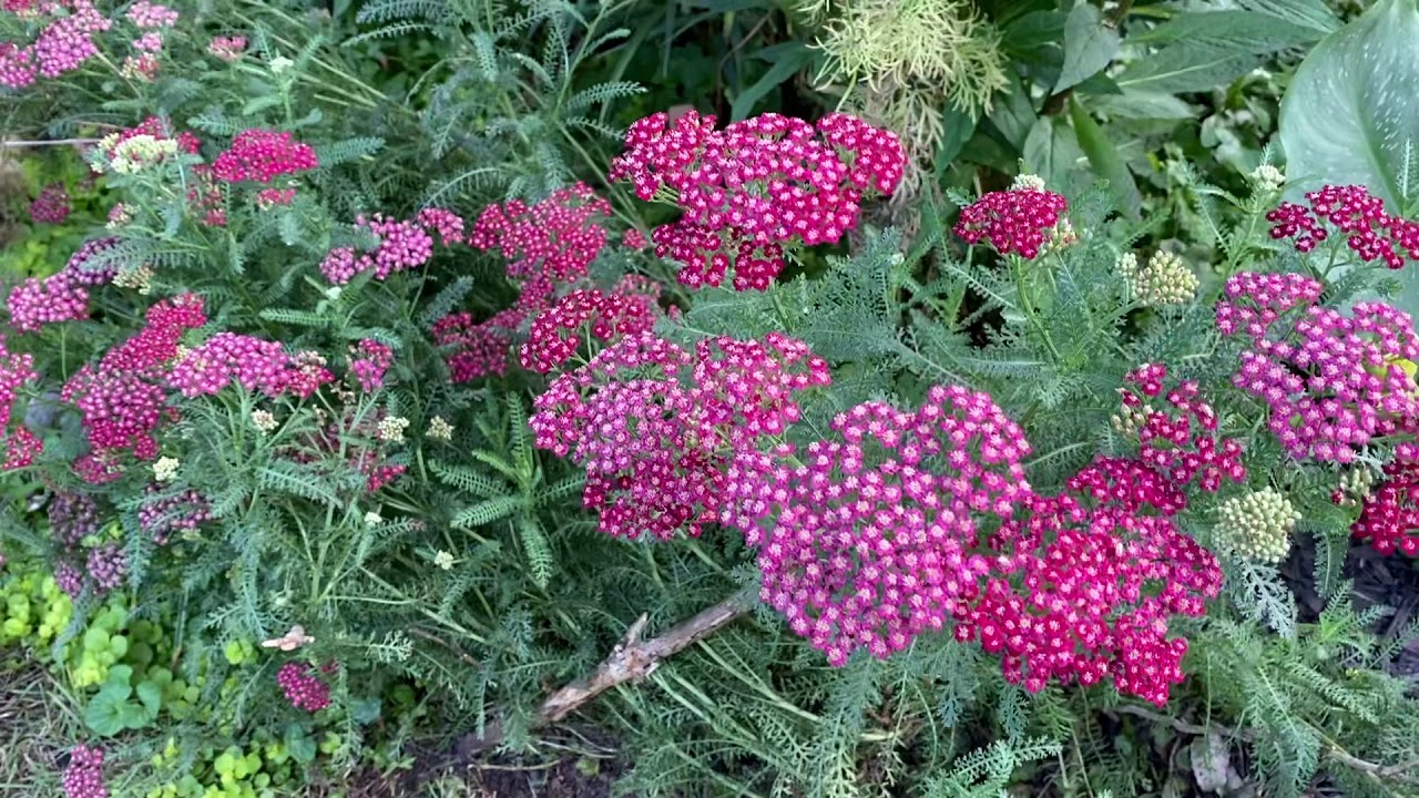 Plant Profile, a wonderful yarrow, Achillea 'Ritzy Ruby' - YouTube