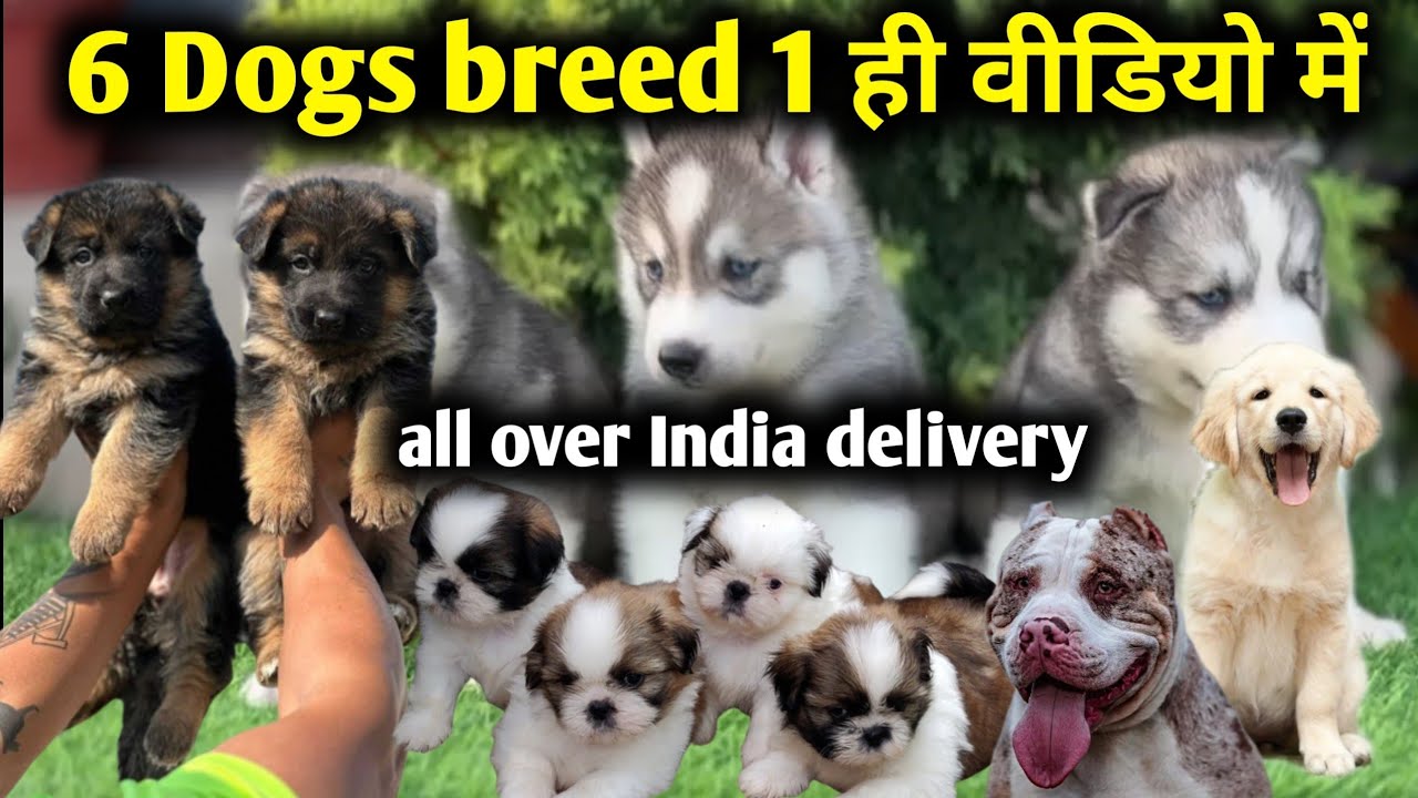 6 dogs breed || Husky | gsd | Labrador | retriever | American bully ...
