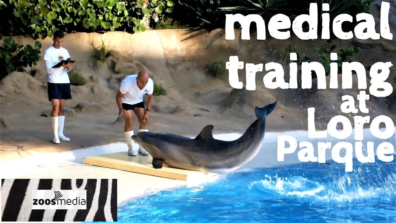 Medical Training with bottlenose dolphins 🐬 at Loro Parque #THROWBACK ...