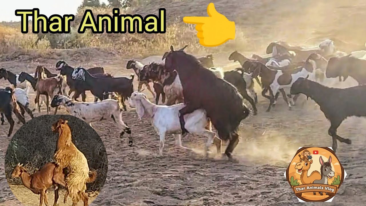 Hello friend Good Morning goat filling - YouTube