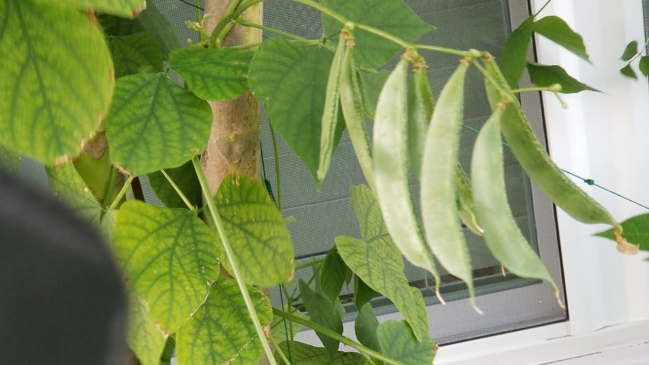 Grow and Cook Broad Beans in usa How to Grow Avarakai/ Avarakkai ...