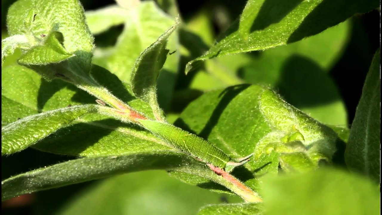 Purple Emperor larva - 4th instar - YouTube