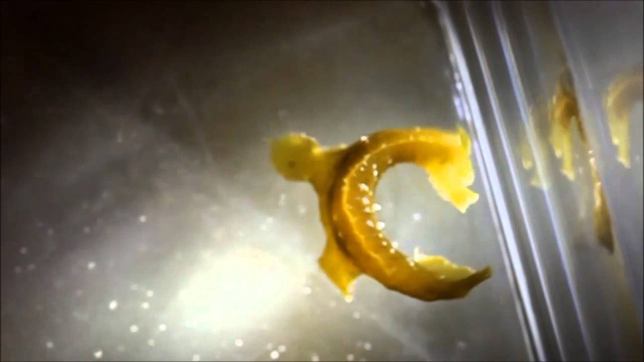 Scyllae sp., swimming sea slug - YouTube