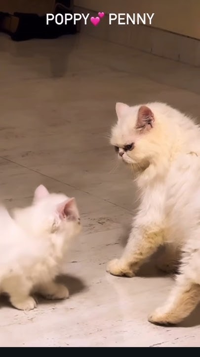 Cat 🐈 love 💕💕 big fighting #shorts #youtubeshorts #animals #viralvideo ... Cat 🐈 love 💕💕 big fighting #shorts #youtubeshorts #animals #viralvideo ...