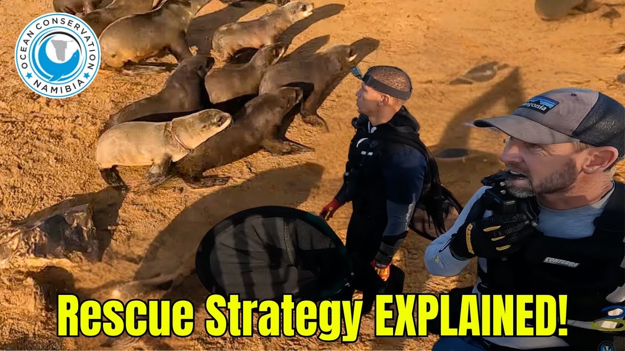 Inside the Strategy: How We Plan Our Seal Rescues! - YouTube