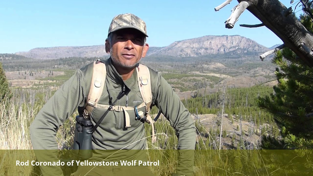 Yellowstone Wolf Patrol - YouTube