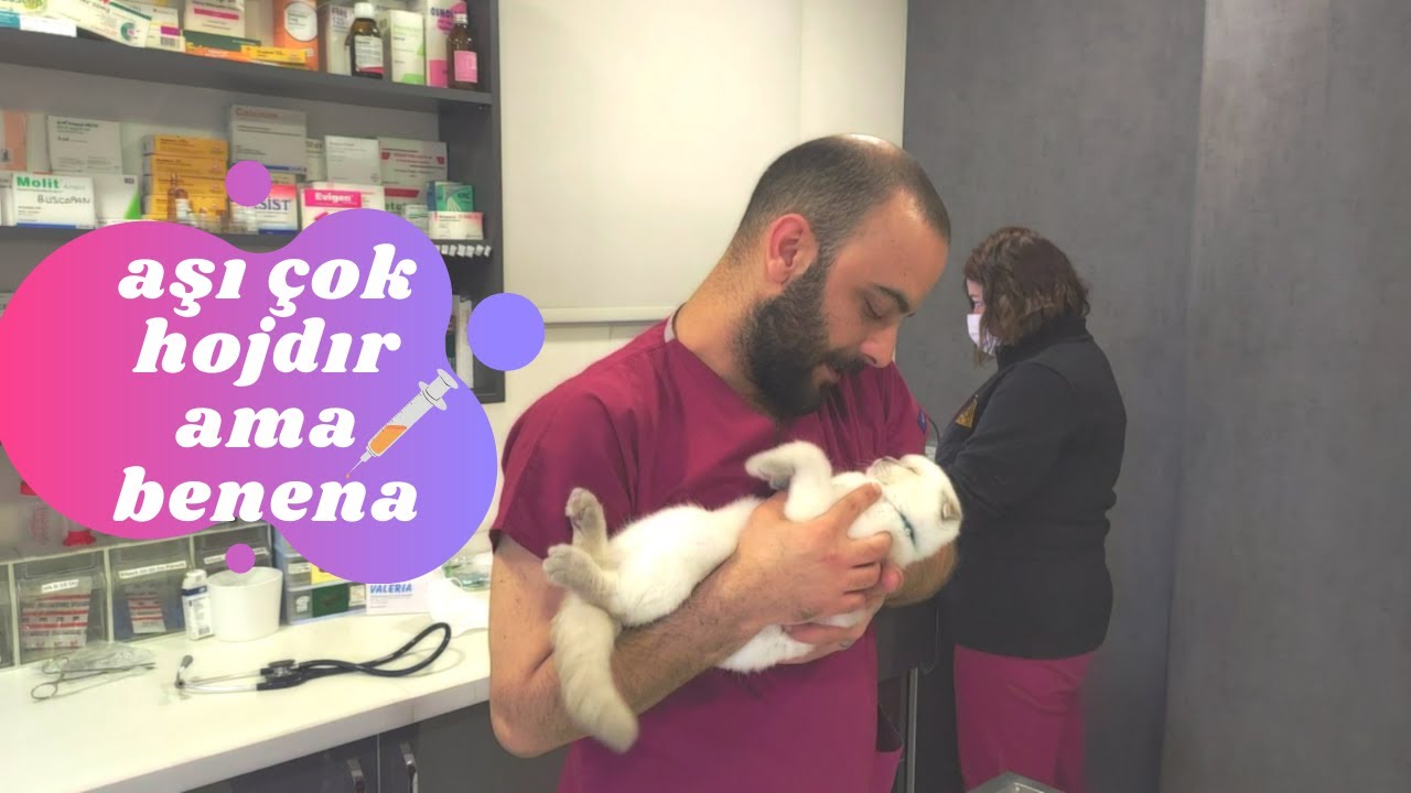 MİNİK KEDİ KUDUZ AŞISINA GELDİ 💉 -SEVİMLİ KEDİ-kedilerde aşılama - YouTube