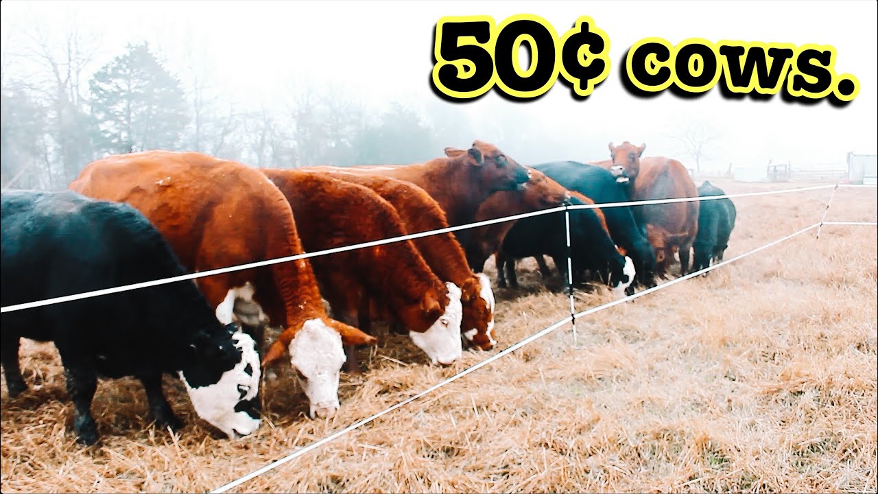 MY 50¢ COWS | Overwintering Beef Cattle Without Hay | Ranching for ...