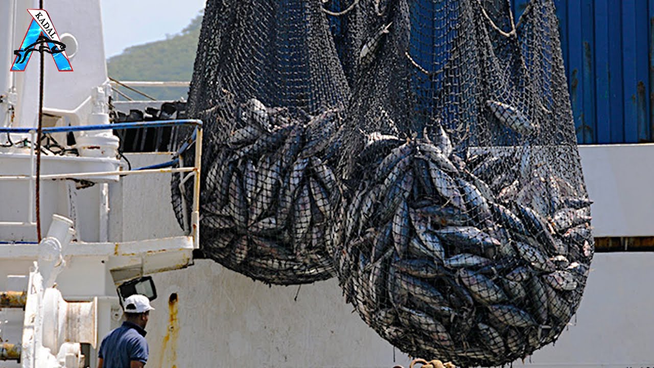 Everyone should watch this Fishermen's video - Most Satisfying Big ...