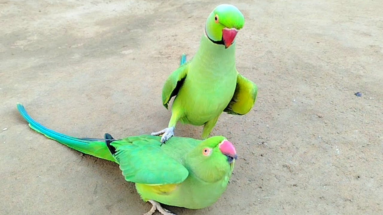 Parrot Jora Live 🥰 - YouTube