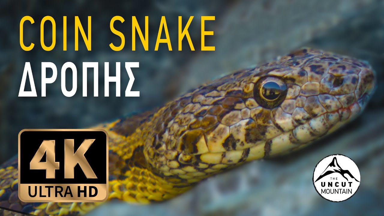 Coin Snake of Cyprus in 4K (Hemorrhois nummifer) - YouTube