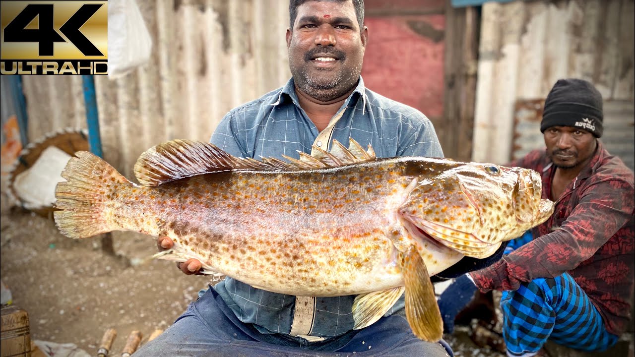 🔥LIVE GROUPER FISH CUTTING | FISH CUTTING SKILLS | 4K VIDEOS | BLOOD ...