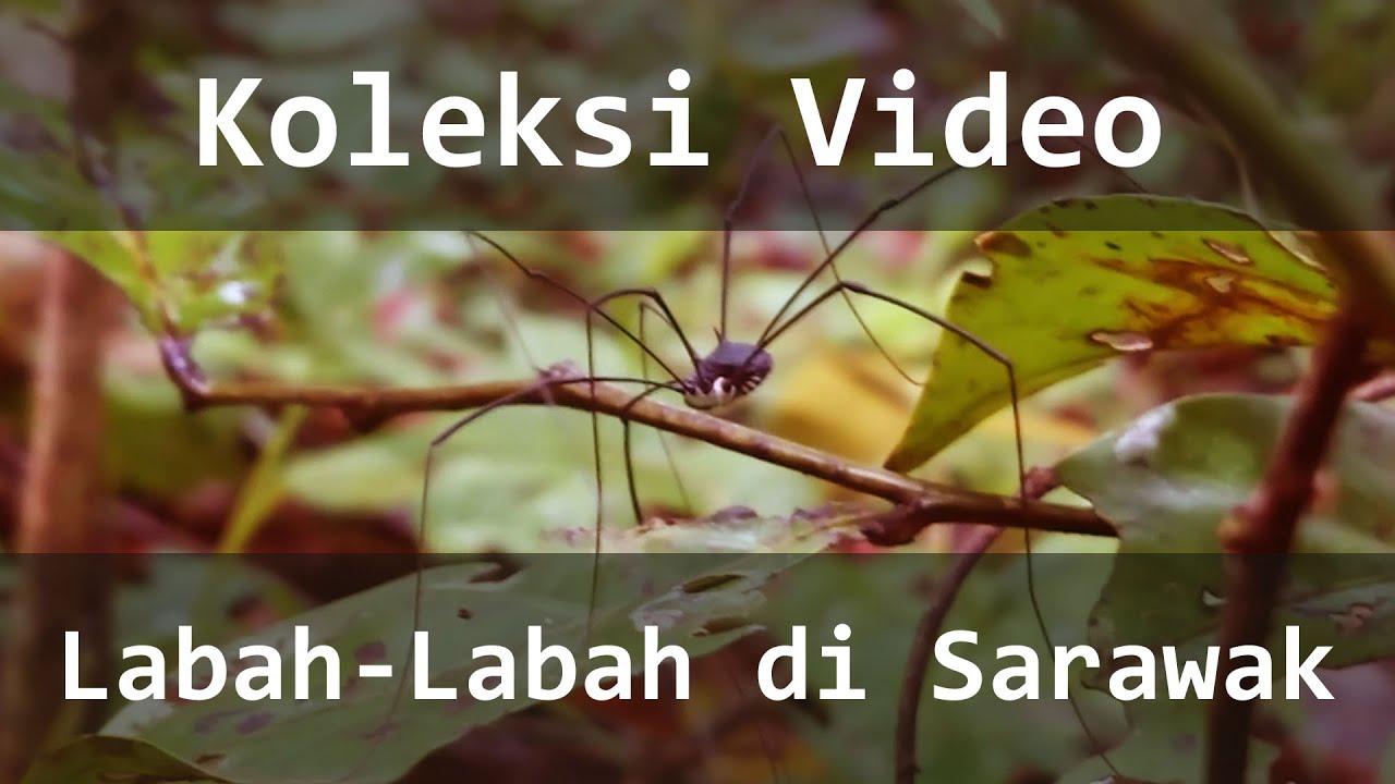 KOLEKSI VIDEO LABAH-LABAH DI SARAWAK - YouTube