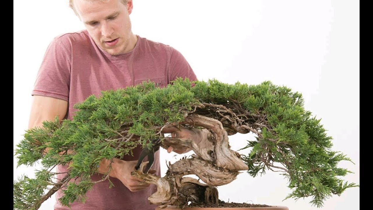 THE COLLECTION OF THE CHAMPIONS OF THE WORLD BONSAI SERIES 1 - YouTube