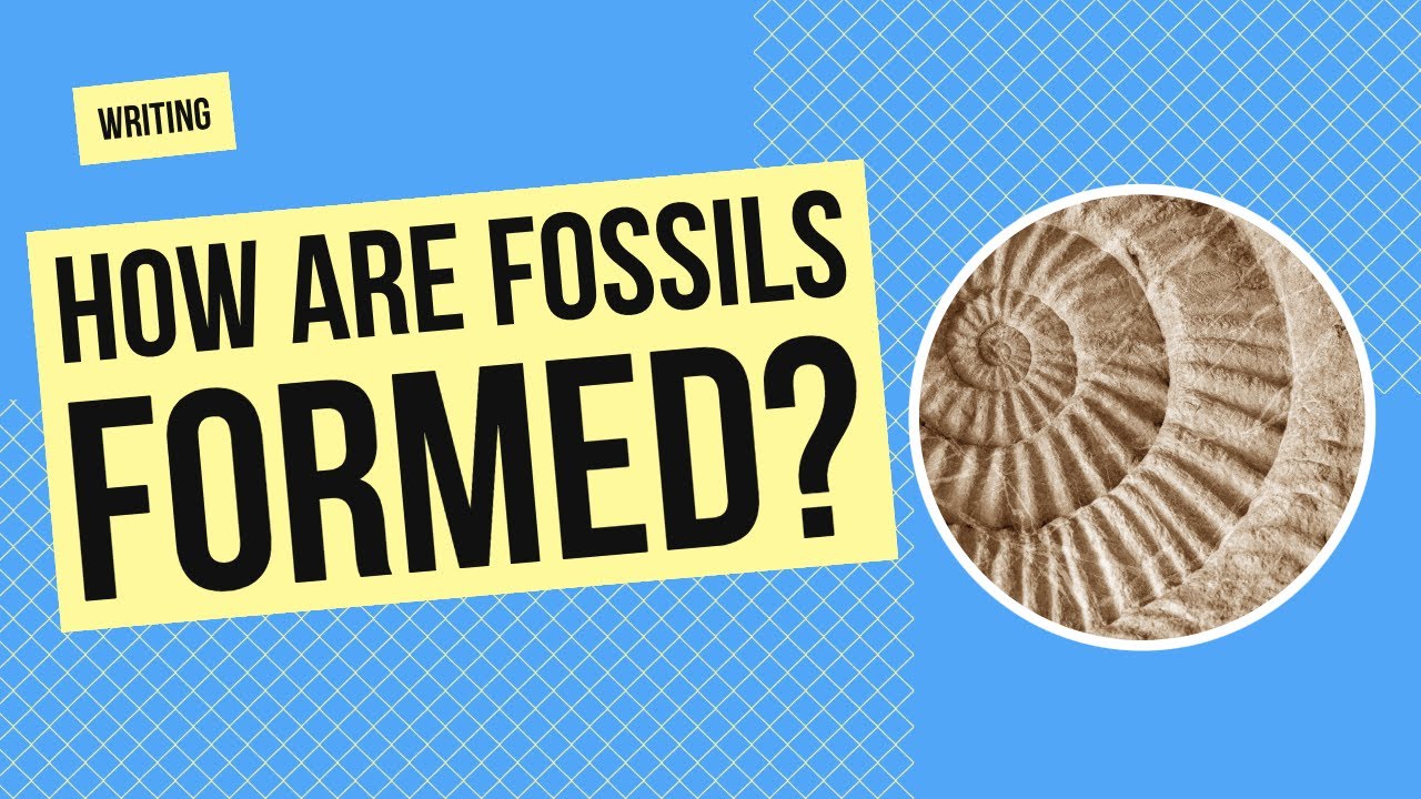 How Are Fossils Formed? | Writing and Science Activity - YouTube