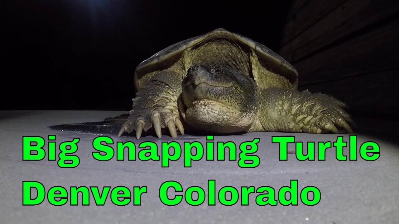 Big Snapping Turtle DENVER, CO. - YouTube