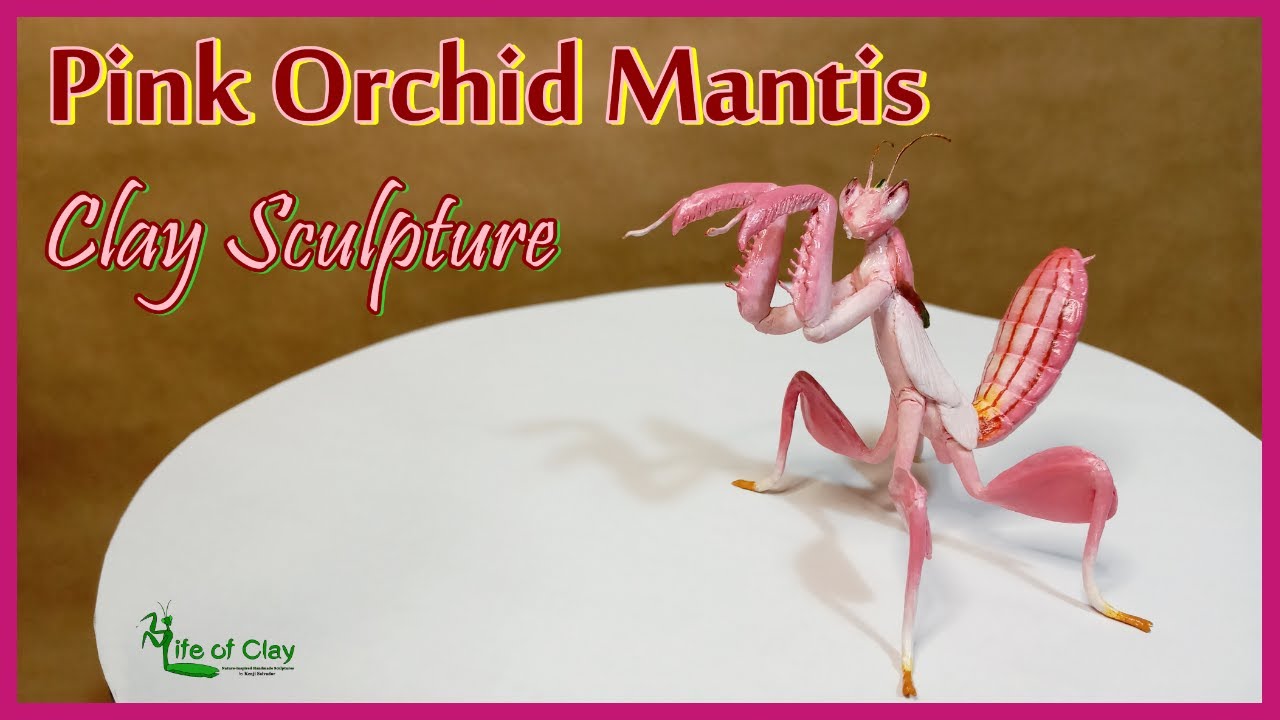 Sculpting Pink Orchid Mantis (Hymenopus coronatus)_Polymer Clay_Life of ...