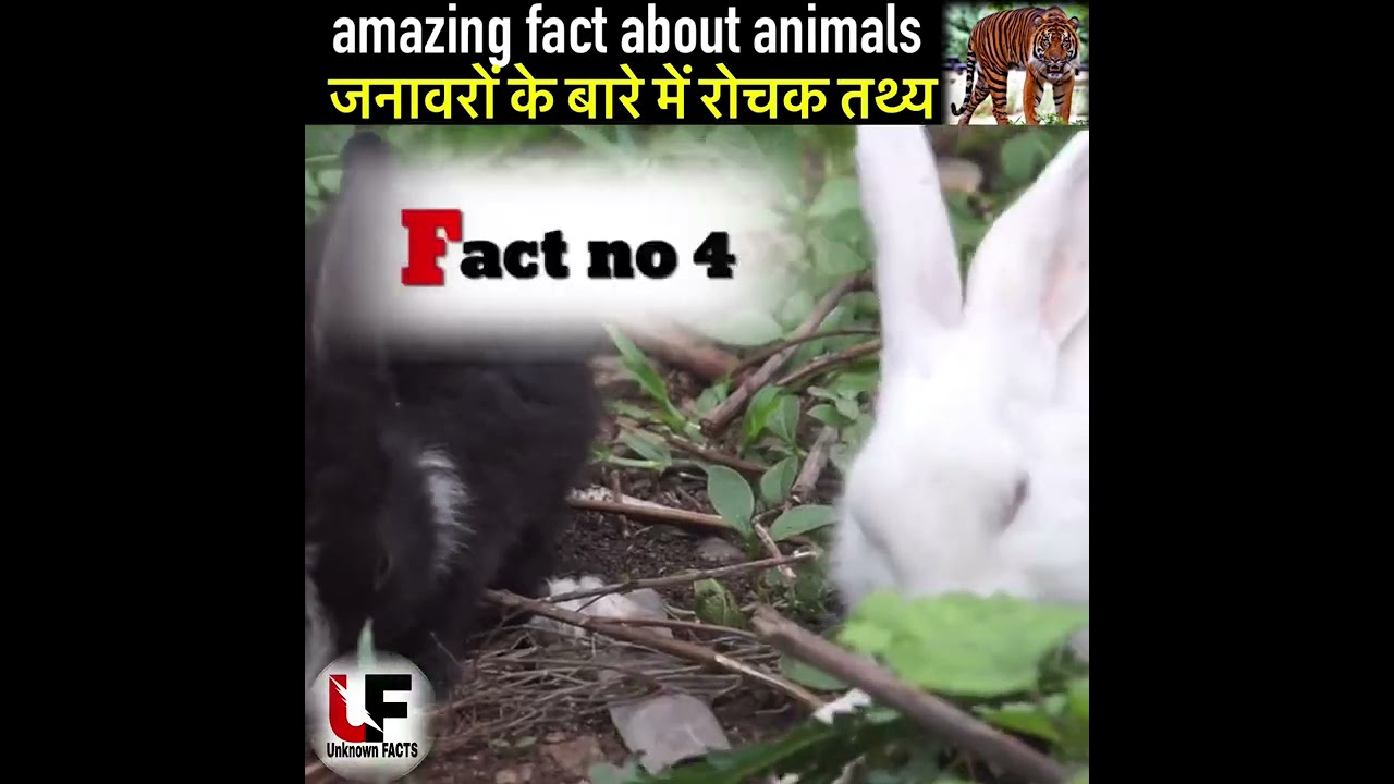 Amazing Fact About Animals crazyfacts amazing-fact-about-animals-crazyfacts