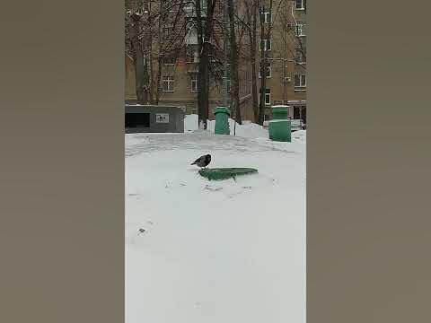 просто ворона - YouTube
