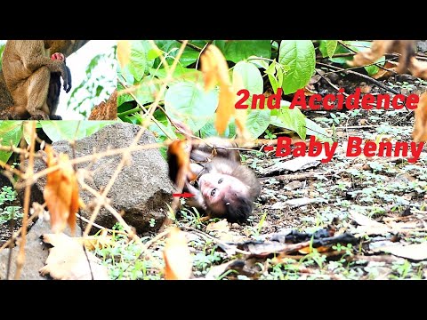 Fantastic Action! Pitiful Melona Rapidly Rescues Beloved Baby Benny after Falling from High Tree