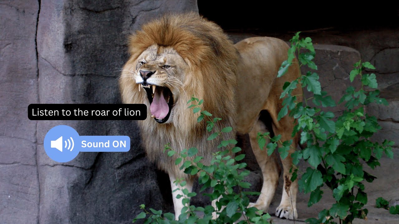 Different Thrilling Roar of Lions. Listen and get terrified. Thank me ...