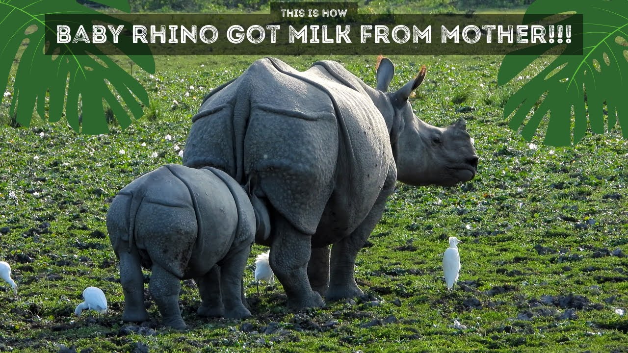 Baby Rhino drinking milk from mother | rhino feeding baby #rhino - YouTube