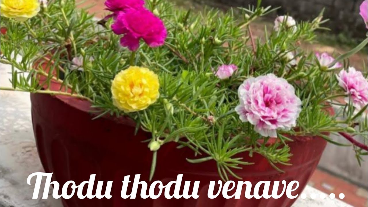 Thodu thodu venave... #tamilfilmsong @Deepas-melody-world - YouTube