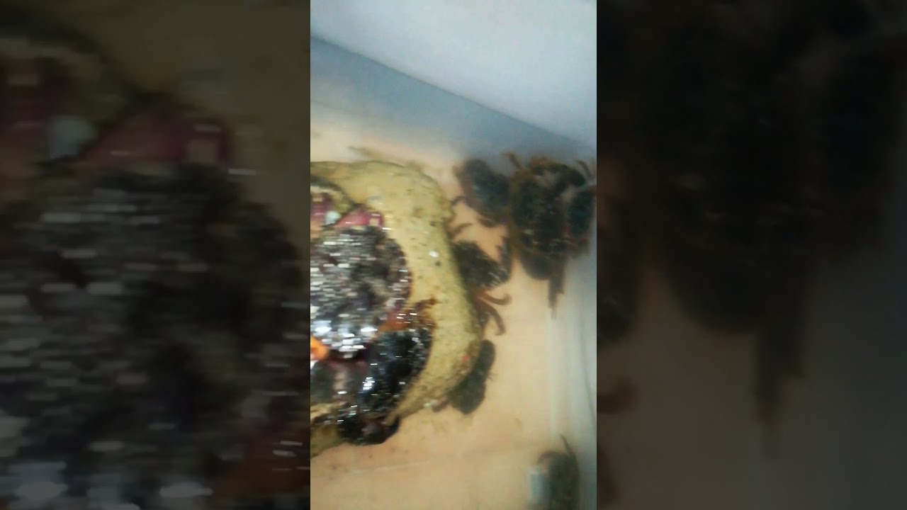 Il mio allevamento di granchi Felloni - YouTube