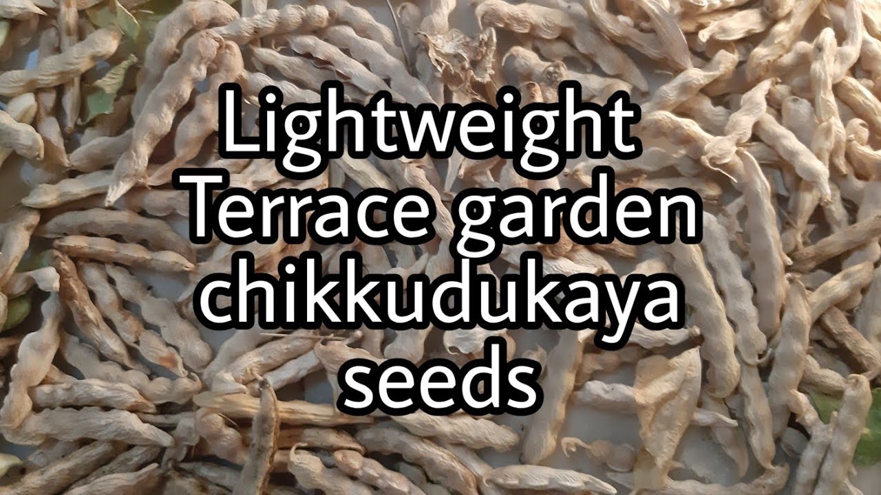 Desi Chikkudukaya Seeds - YouTube