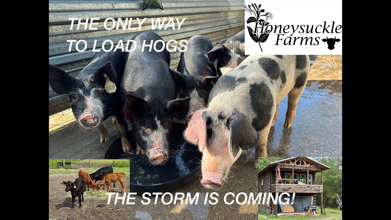 THE ONLY WAY TO LOAD HOGS! THE STORM IS COMING! - YouTube